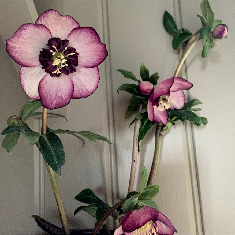 Here come the Hellebores – CHARLOTTE-ANNE FIDLER
