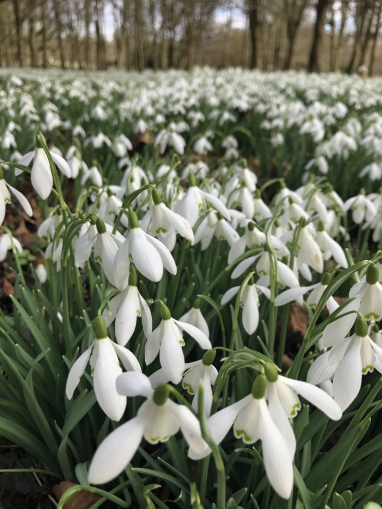 Into the Snowdrop woods – CHARLOTTE-ANNE FIDLER