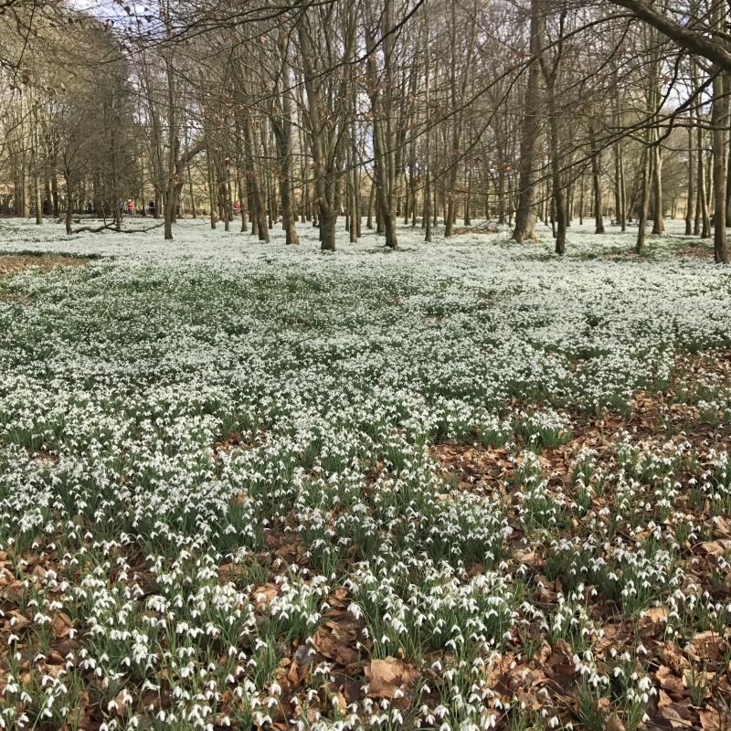 Into the Snowdrop woods – CHARLOTTE-ANNE FIDLER
