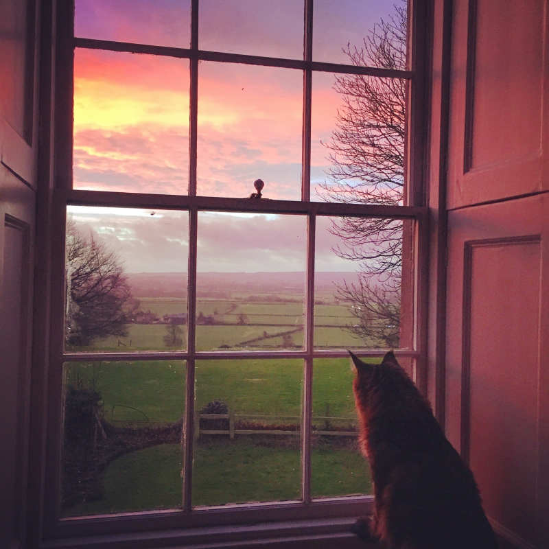 The Cat in the Window – CHARLOTTE-ANNE FIDLER