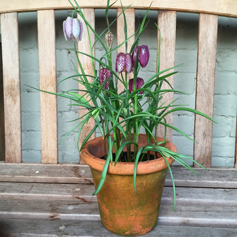 Spring Pots (In 10 Easy Steps) – CHARLOTTE-ANNE FIDLER