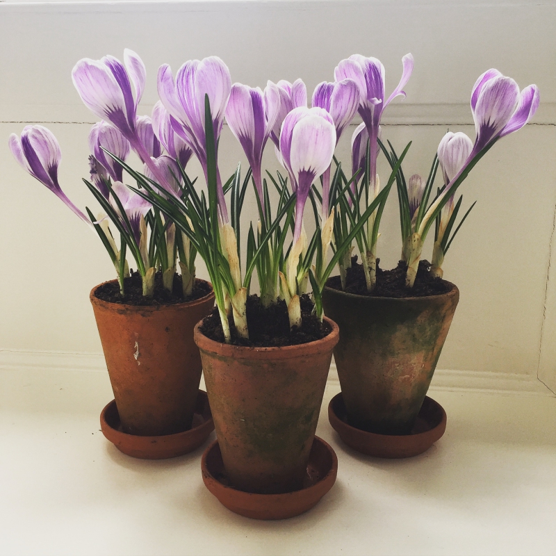Spring Pots (In 10 Easy Steps) – CHARLOTTE-ANNE FIDLER