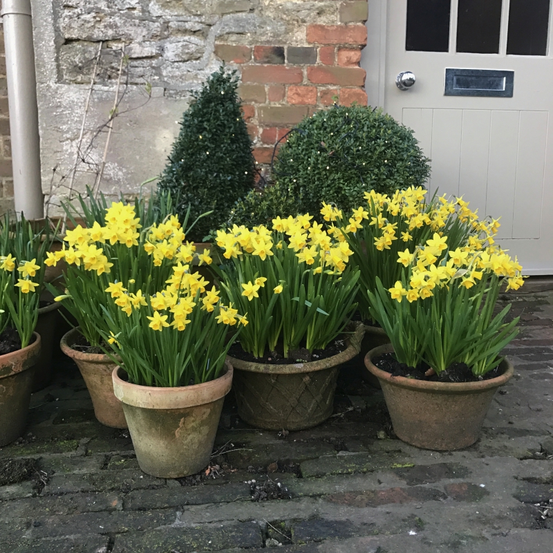 Spring Pots (In 10 Easy Steps) – CHARLOTTE-ANNE FIDLER