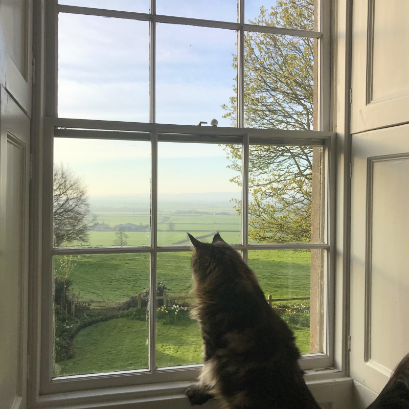 The Cat in the Window – CHARLOTTE-ANNE FIDLER