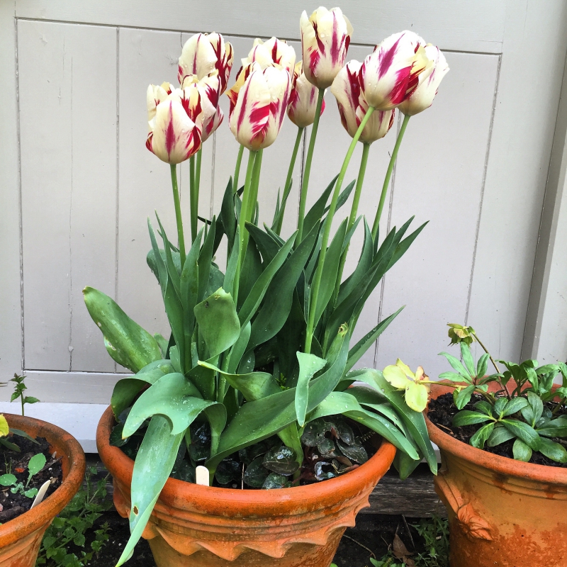 Spring Pots (In 10 Easy Steps) – CHARLOTTE-ANNE FIDLER