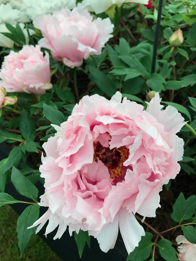 Hello, Chelsea! – CHARLOTTE-ANNE FIDLER