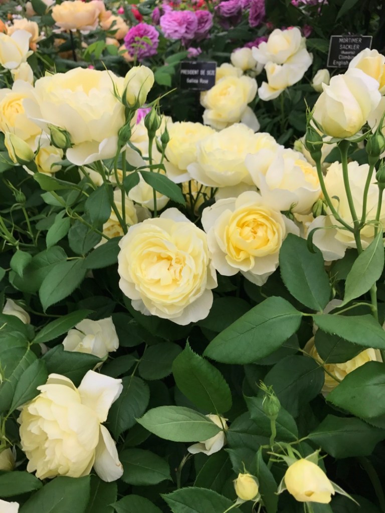 Blog – CHARLOTTE-ANNE FIDLER